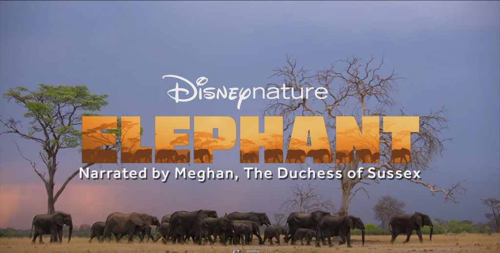 Watch This Documentary, Help Save the Elephants